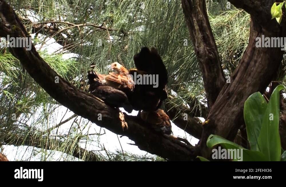 Chickens in a tree Stock Videos & Footage - HD and 4K Video Clips - Alamy