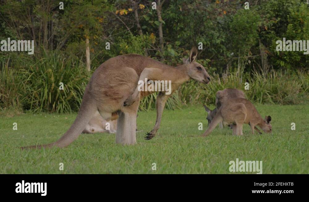 Eastern Grey Kangaroo Scratching Its Back Then Left - Kangaroos Eating ...