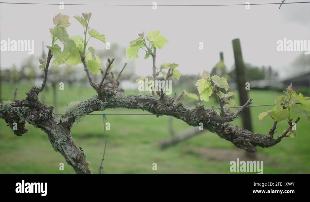 Grapery Stock Videos & Footage - HD and 4K Video Clips - Alamy