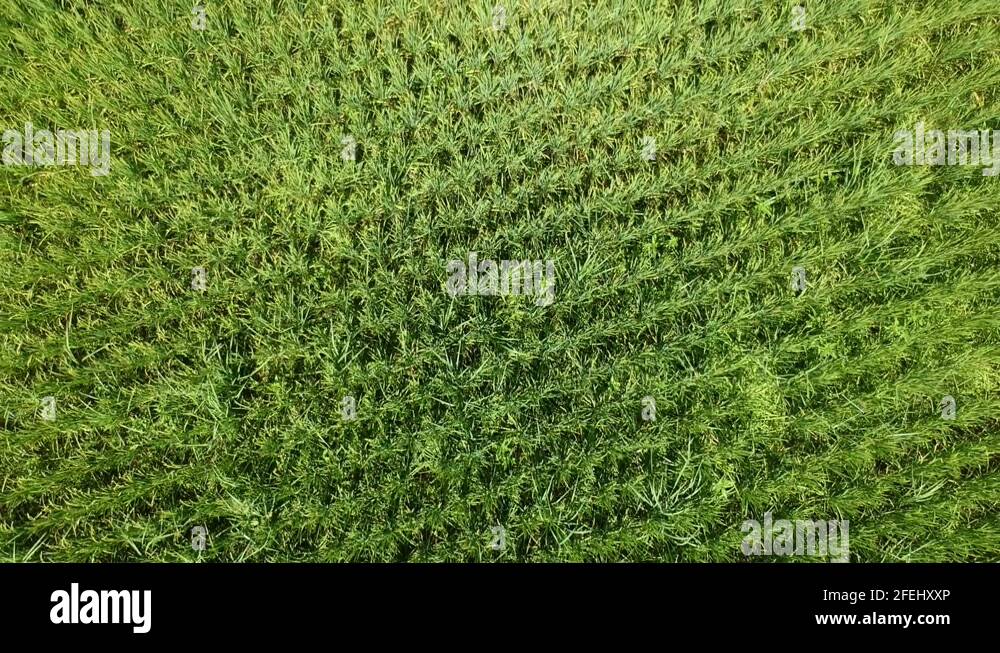 Rice field japan Stock Videos & Footage - HD and 4K Video Clips - Alamy