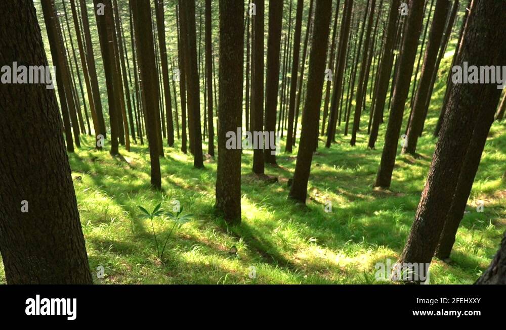 Cool fresh breeze blowing through tall trees of the forest -tilt up ...