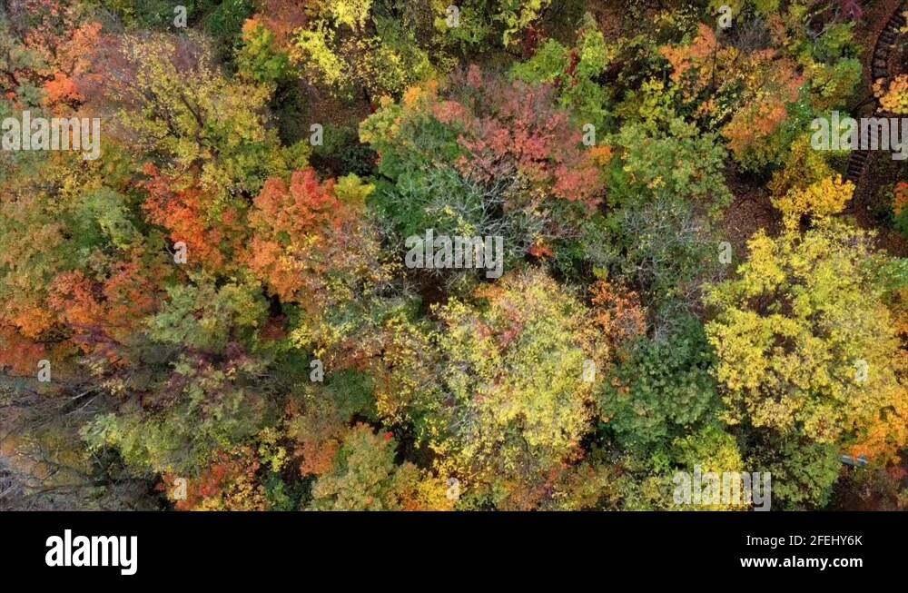 A bird's eye, top-down view of fall foliage along the shores of lake ...