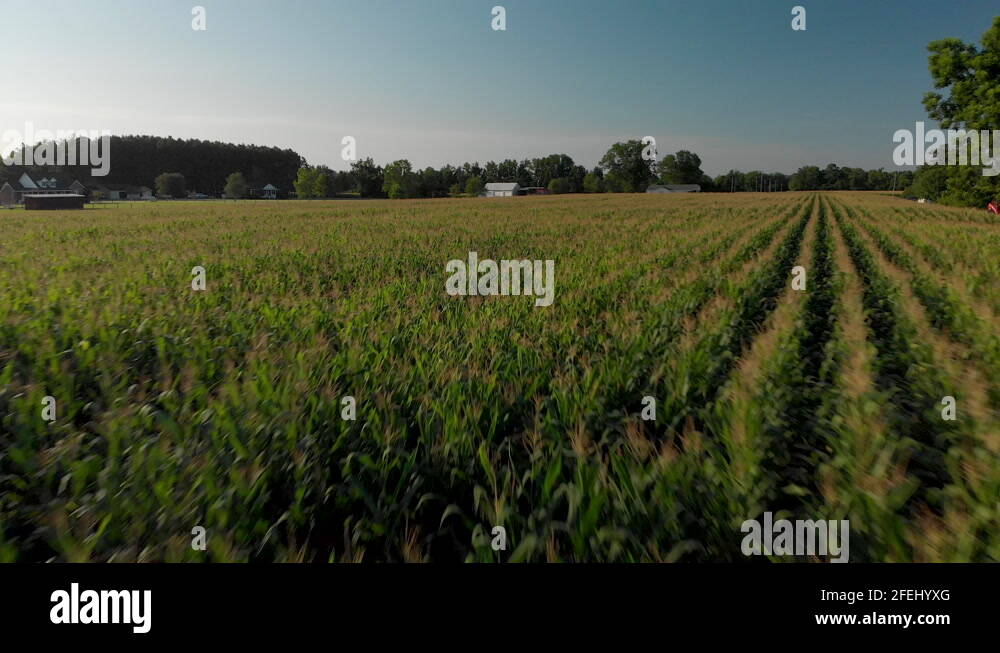 Acres of corn Stock Videos & Footage - HD and 4K Video Clips - Alamy