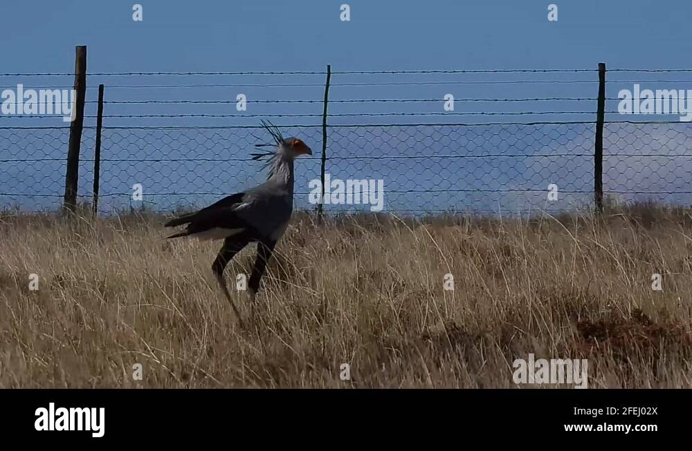 Hunting for snakes Stock Videos & Footage - HD and 4K Video Clips - Alamy