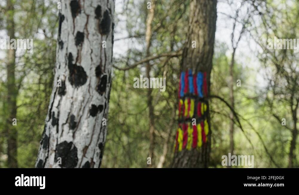 Catalonia forest Stock Videos & Footage - HD and 4K Video Clips - Alamy