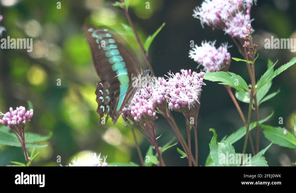 Blue triangle Stock Videos & Footage - HD and 4K Video Clips - Alamy