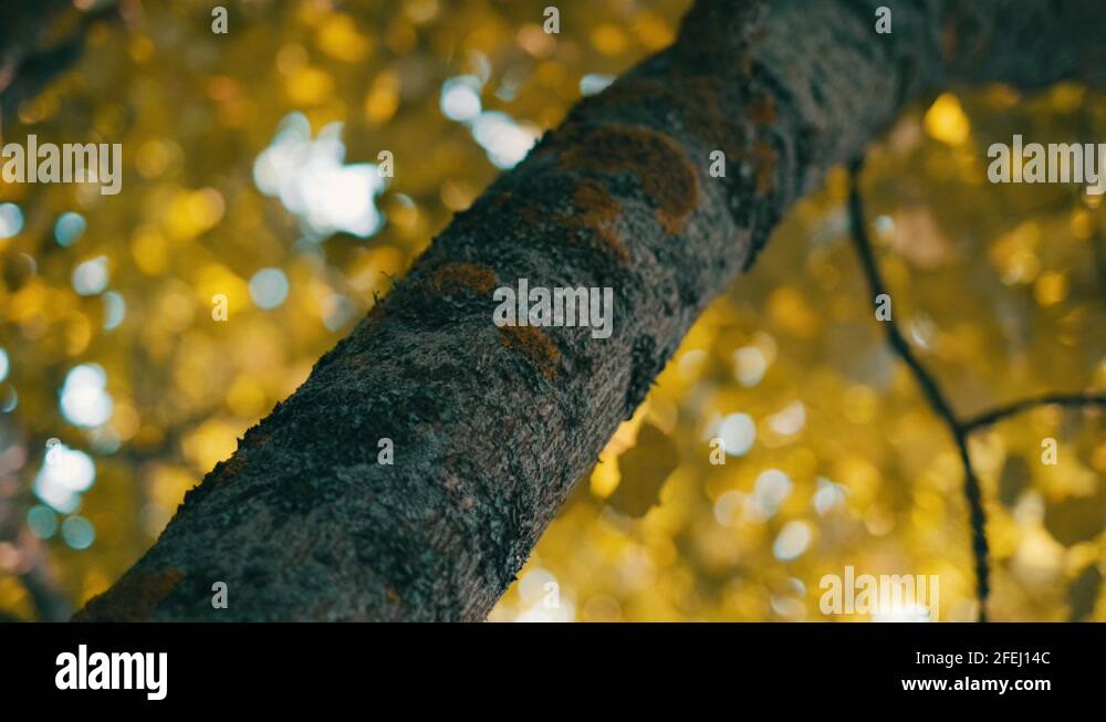 Walnut tree scenery Stock Videos & Footage - HD and 4K Video Clips - Alamy