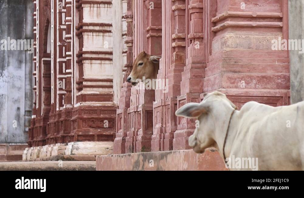 A cow standing inside an ancient lord shiva temple at Maluti village in ...