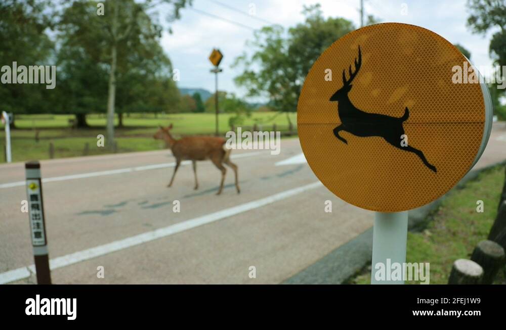 Wildlife warning road signs Stock Videos & Footage - HD and 4K Video ...