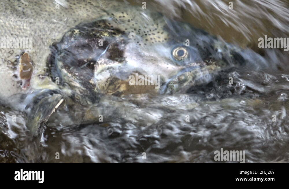 Salmon spawn dead Stock Videos & Footage - HD and 4K Video Clips - Alamy