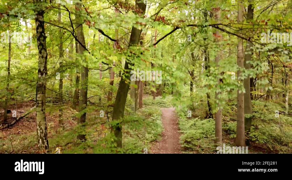 German beech forest Stock Videos & Footage - HD and 4K Video Clips - Alamy