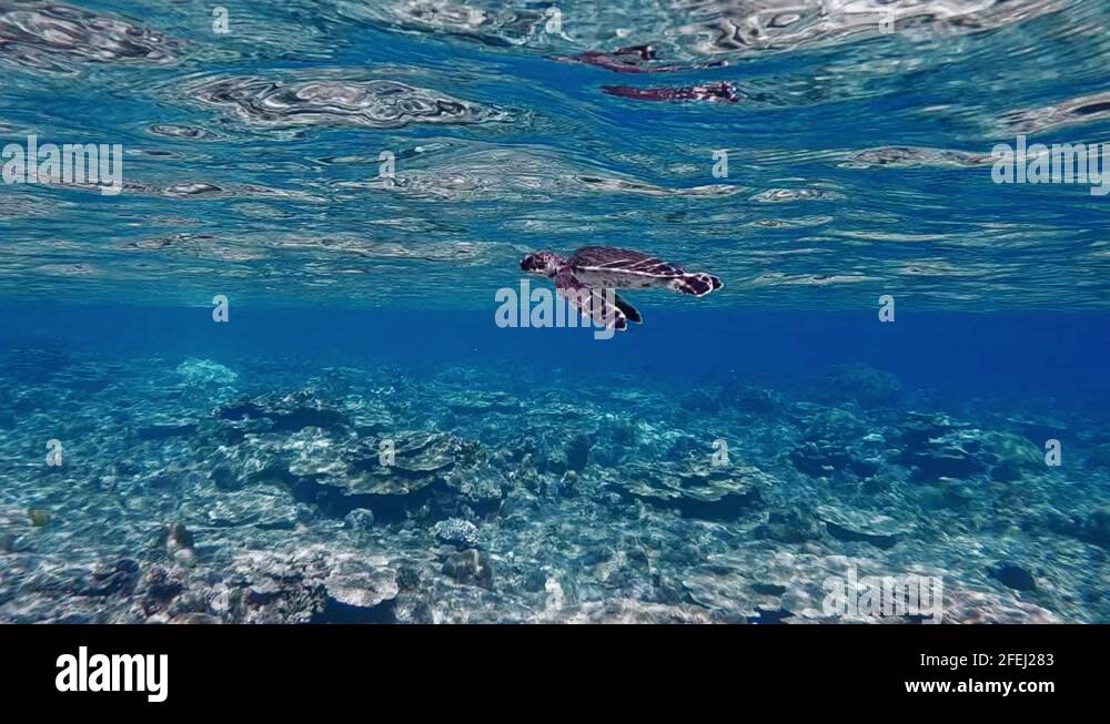 Baby black sea turtle Stock Videos & Footage - HD and 4K Video Clips ...