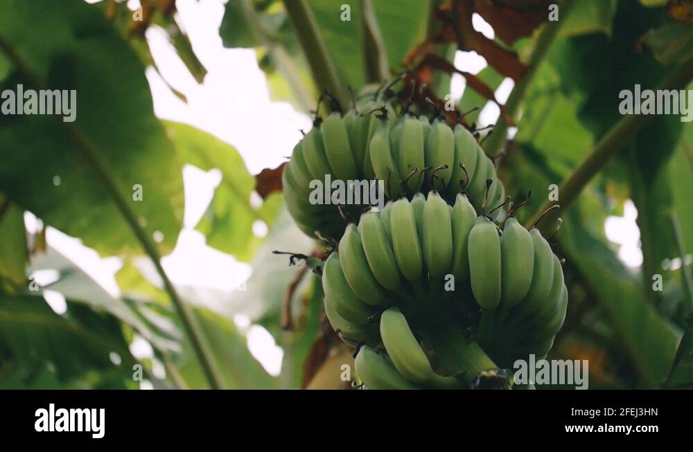 Banana tree island Stock Videos & Footage - HD and 4K Video Clips - Alamy