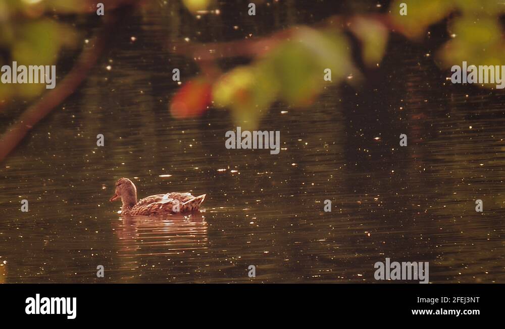 Wild animals dock Stock Videos & Footage - HD and 4K Video Clips - Alamy