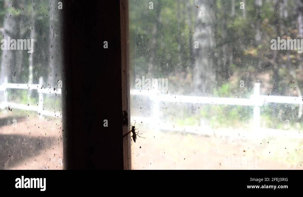 Aggressive wasp Stock Videos & Footage - HD and 4K Video Clips - Alamy