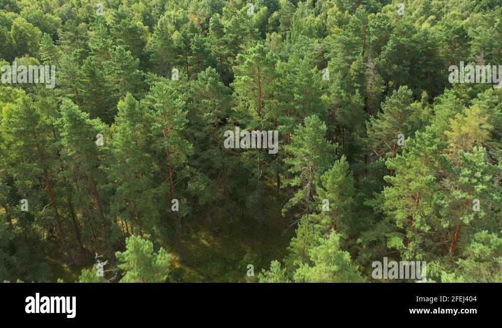 Broad leaved tree Stock Videos & Footage - HD and 4K Video Clips - Alamy