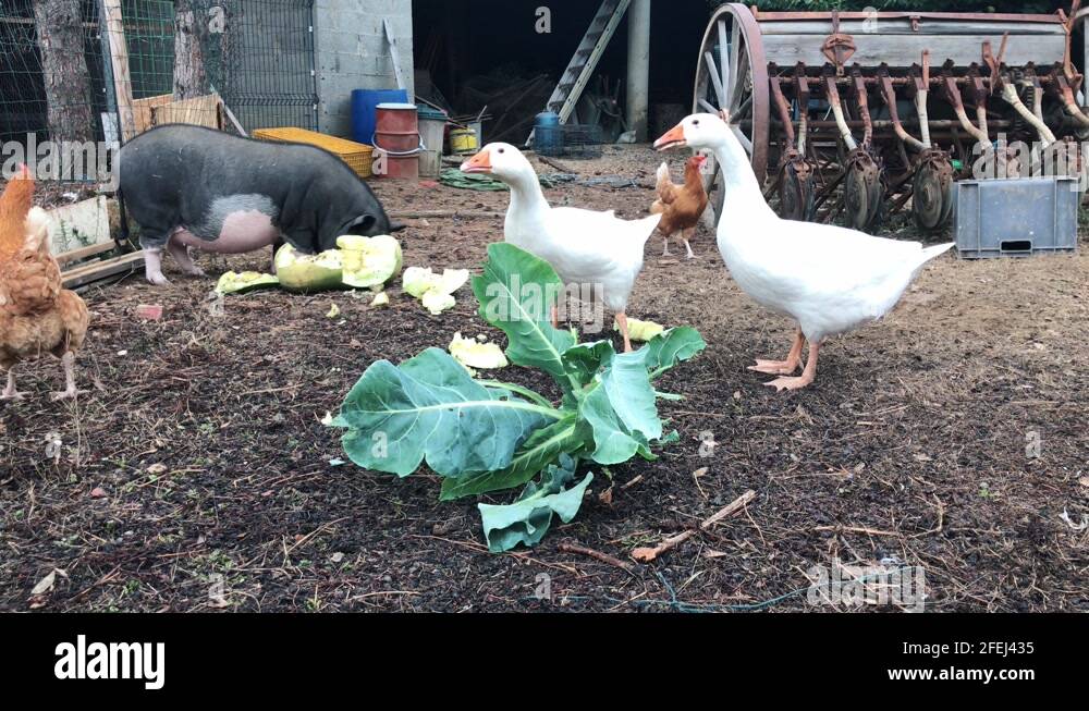 A chicken and a pig Stock Videos & Footage - HD and 4K Video Clips - Alamy