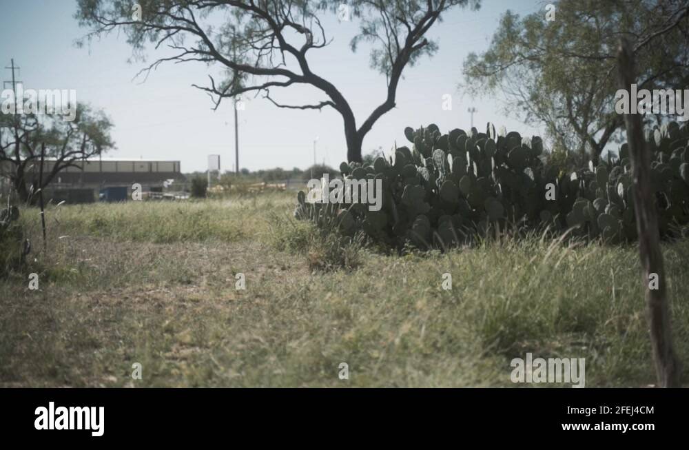 Texas native cactus Stock Videos & Footage - HD and 4K Video Clips - Alamy