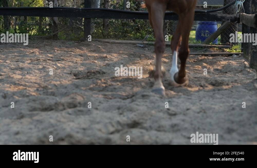 Horse feet Stock Videos & Footage - HD and 4K Video Clips - Alamy