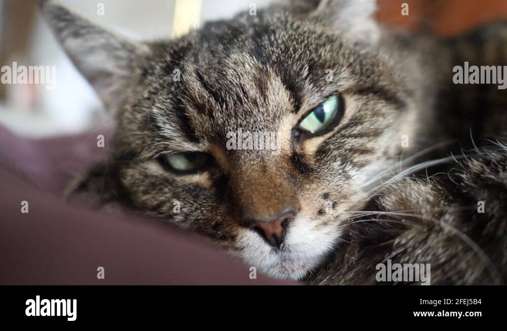 Deep sleep catnap nap comfort Stock Videos & Footage - HD and 4K Video ...