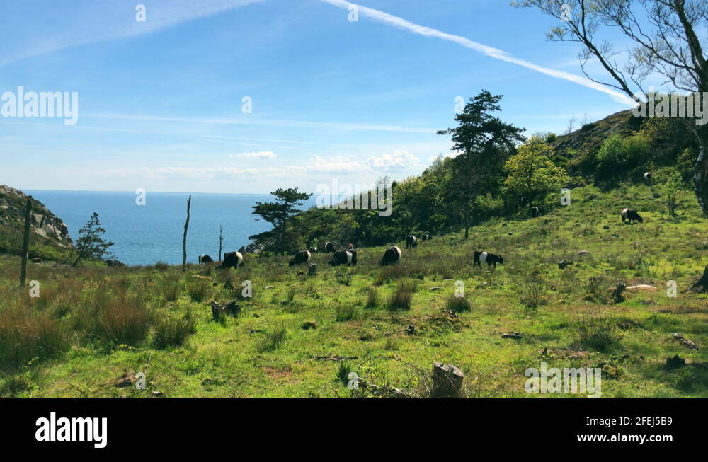 Cow cows bovine Stock Videos & Footage - HD and 4K Video Clips - Alamy