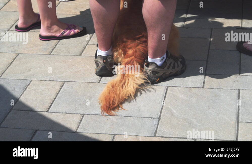 Legs wagging Stock Videos & Footage - HD and 4K Video Clips - Alamy