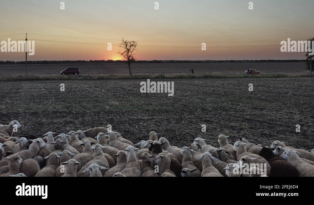 Flock of lambs in a field at sunset Stock Videos & Footage - HD and 4K ...