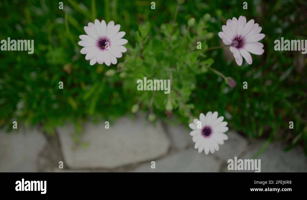 Pinky green Stock Videos & Footage - HD and 4K Video Clips - Alamy