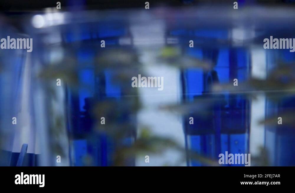 Rack of fish Stock Videos & Footage - HD and 4K Video Clips - Alamy