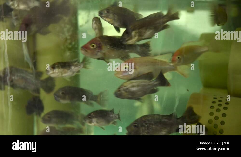 Different types of fish in a fish tank that are used for research ...