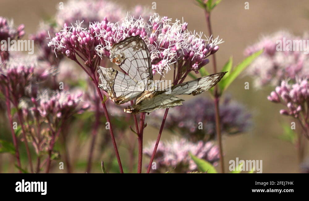 Common map Stock Videos & Footage - HD and 4K Video Clips - Alamy