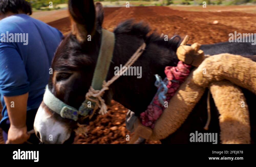 Working donkeys Stock Videos & Footage - HD and 4K Video Clips - Alamy