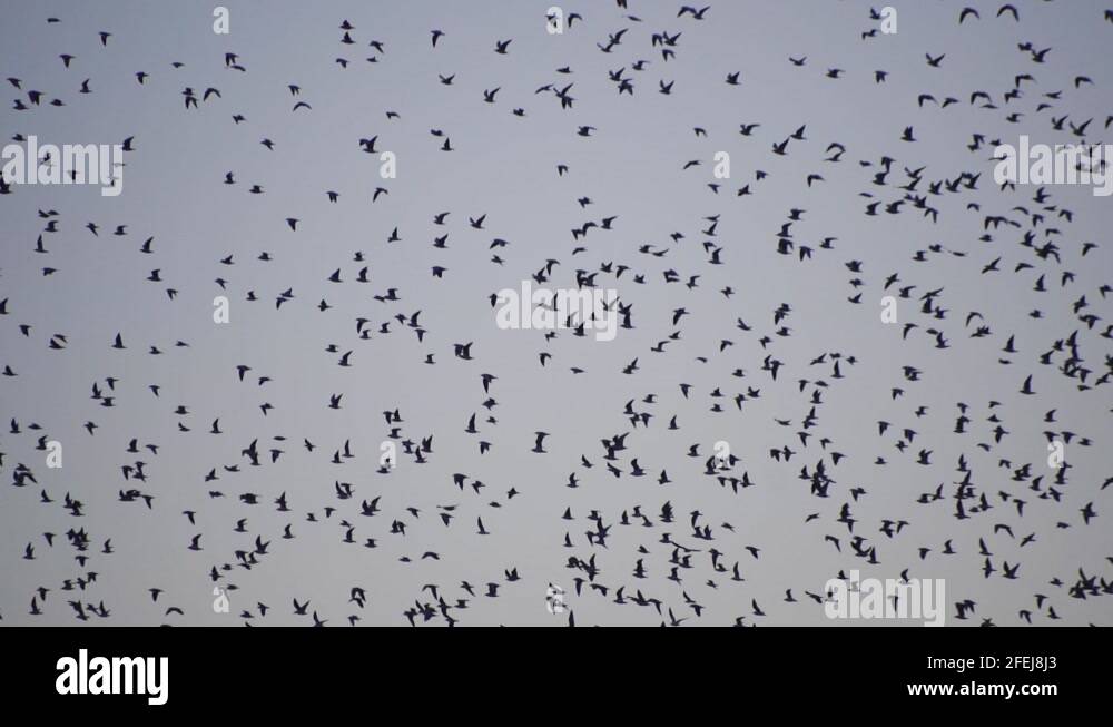 100 birds Stock Videos & Footage - HD and 4K Video Clips - Alamy