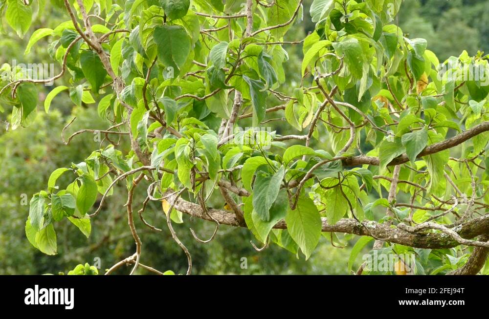 Vireo soaring between the leafy branches of a tree in Costa Rica Stock ...