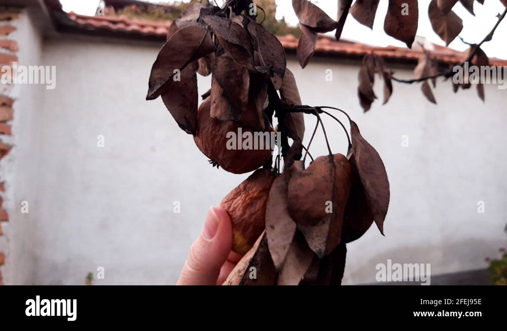 Dead pear Stock Videos & Footage - HD and 4K Video Clips - Alamy