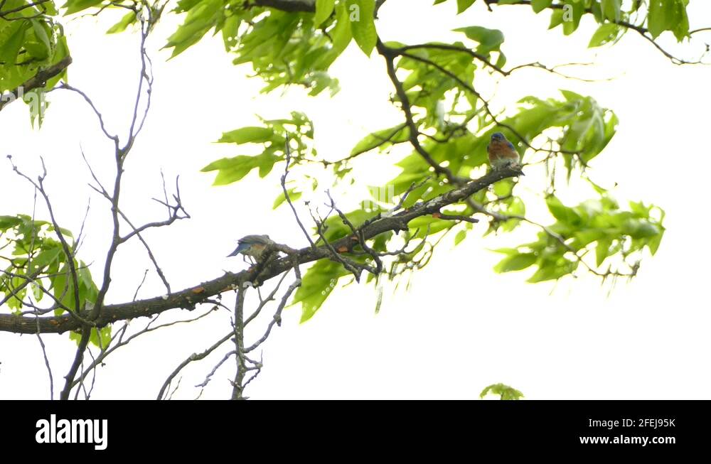 Eastern Mountain Bluebird family sitting on a tree branch. Mother ...