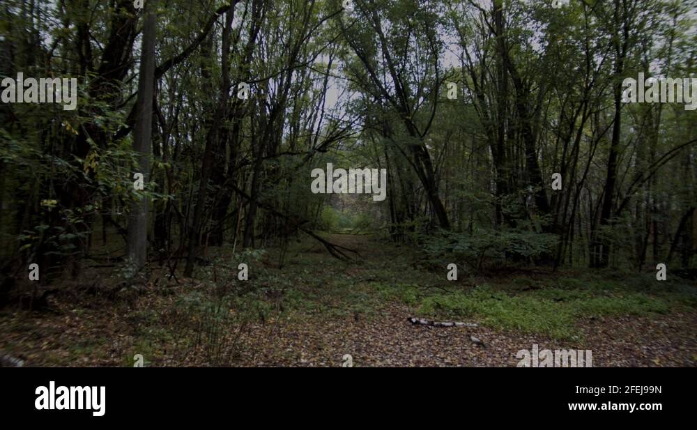 Thick green trees of the forest in Chernobyl -wide Stock Video Footage ...