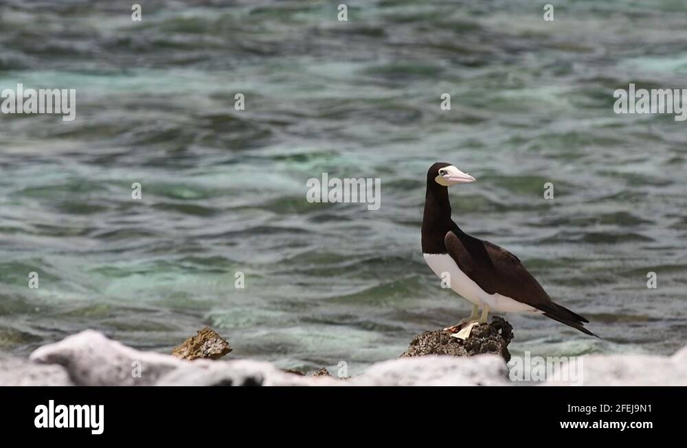 Sula sula sea Stock Videos & Footage - HD and 4K Video Clips - Alamy