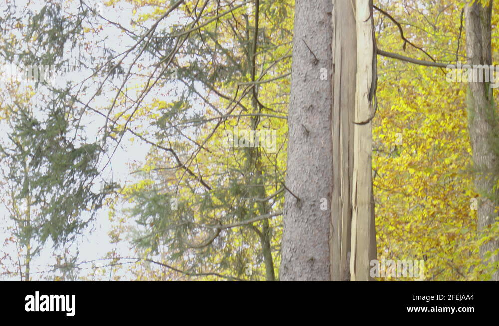 Tree lightning damage Stock Videos & Footage - HD and 4K Video Clips ...