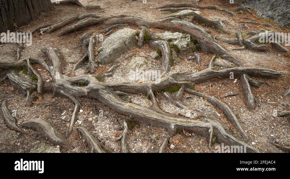 Big tree roots coming out ot the ground in a forest in Geres, Portugal ...