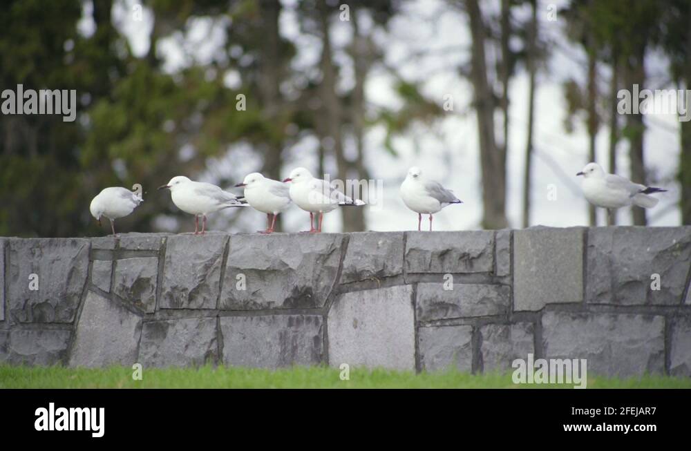 Six birds Stock Videos & Footage - HD and 4K Video Clips - Alamy