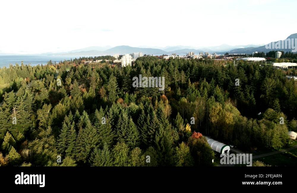 Tress and forest Stock Videos & Footage - HD and 4K Video Clips - Alamy
