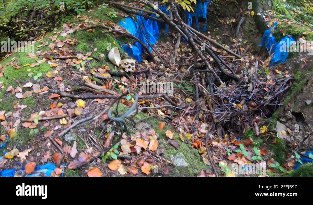 Real human skull cut in half in forest hole grave Stock Video Footage ...