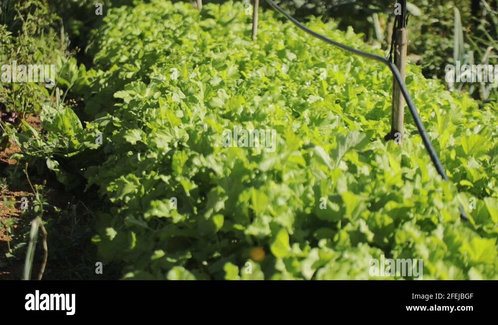 Row rows lines line Stock Videos & Footage - HD and 4K Video Clips - Alamy