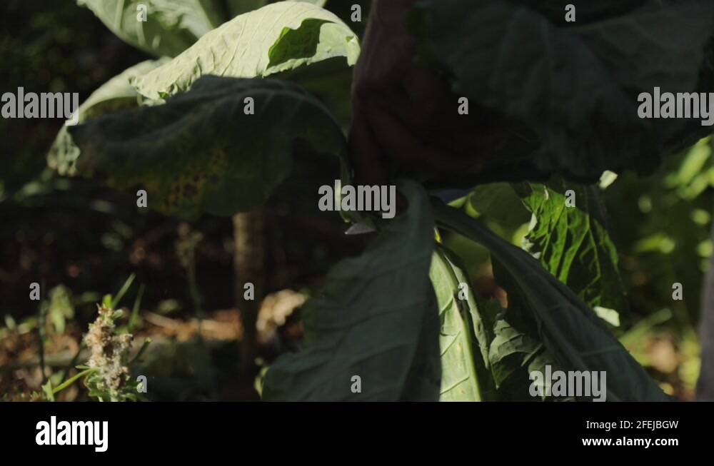 Harvesting processes Stock Videos & Footage - HD and 4K Video Clips - Alamy