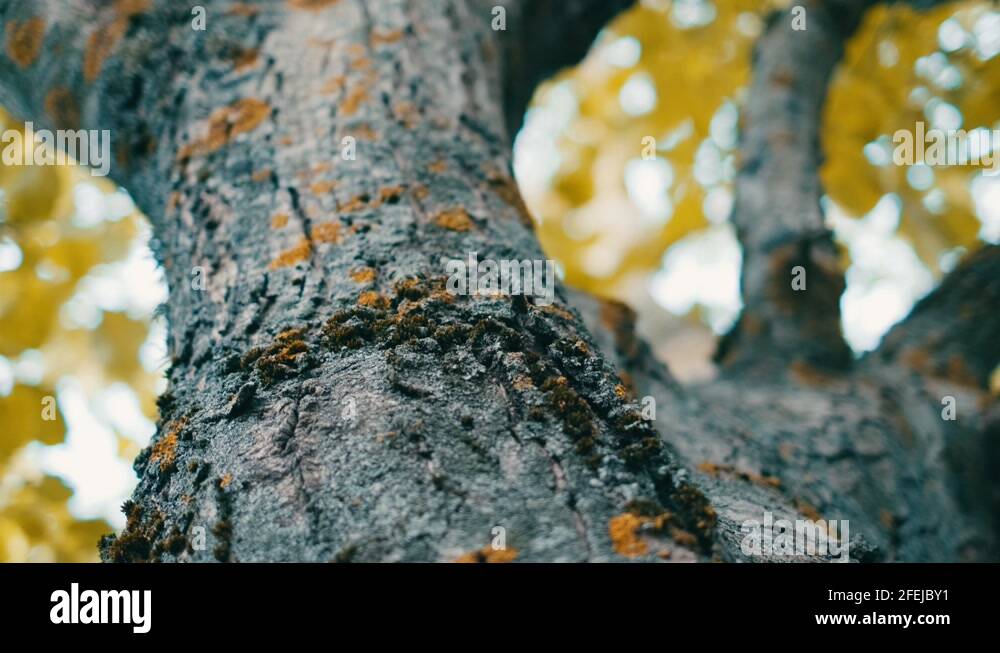 The camera takes a close-up of the trunk of the plane tree and then the ...
