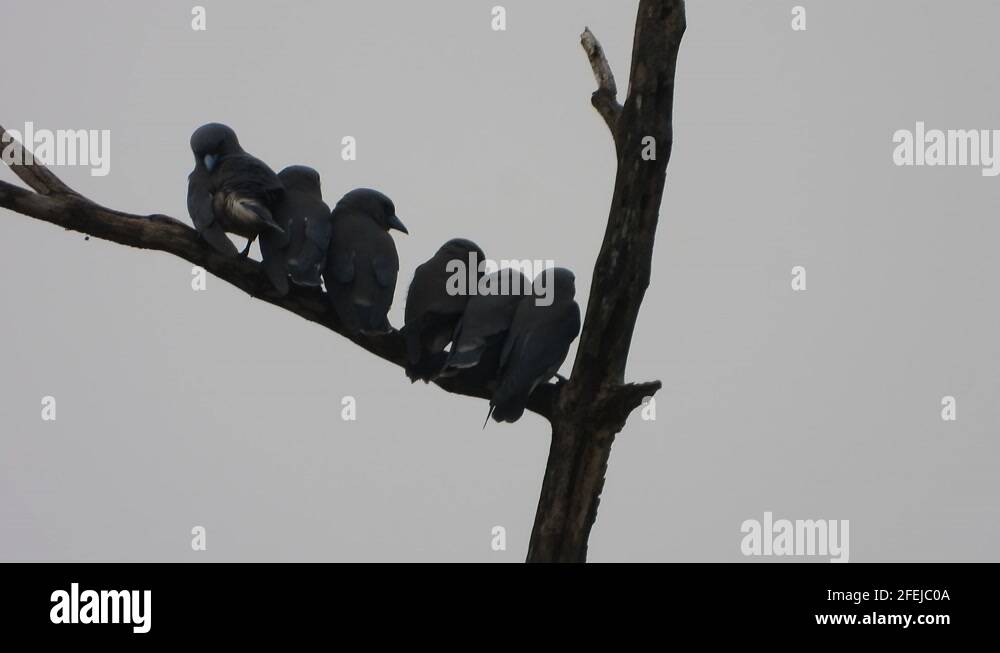 Mean birds Stock Videos & Footage - HD and 4K Video Clips - Alamy