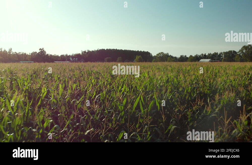 Maize crop aerial Stock Videos & Footage - HD and 4K Video Clips - Alamy