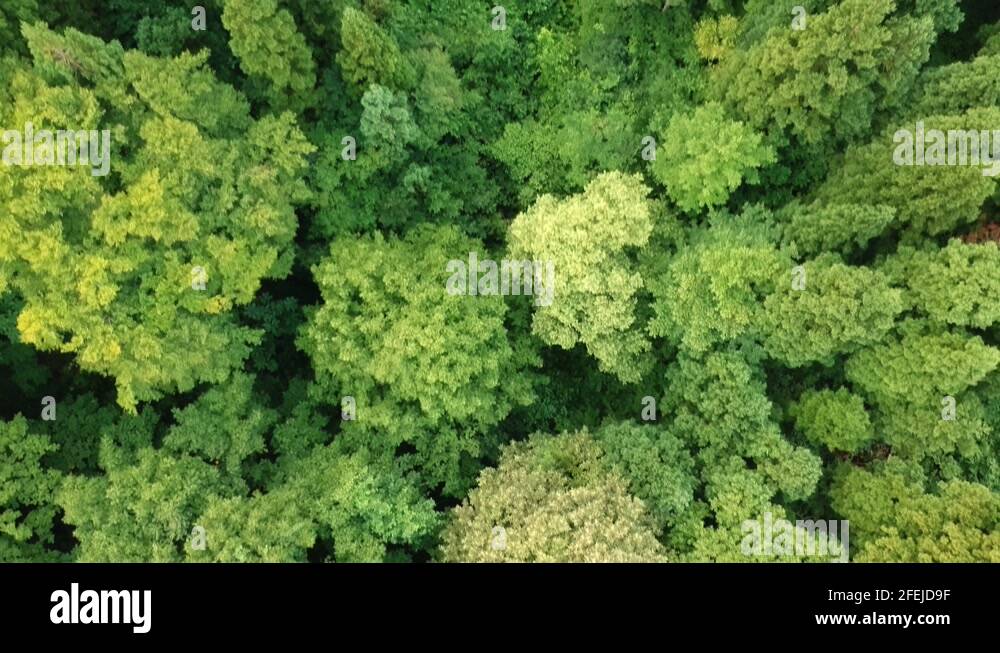 Forest tree top Stock Videos & Footage - HD and 4K Video Clips - Alamy