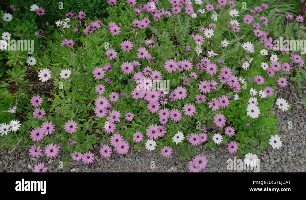 Pinky pink flowers Stock Videos & Footage - HD and 4K Video Clips - Alamy